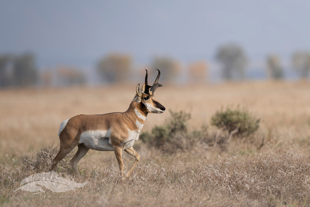 Antelope Flats – Wild Feather Gallery